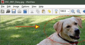 14 Best Photo Viewing Apps for Windows 11/10 for Smoother Performance